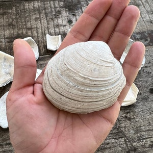 White Quahog Clam Shells, Assorted Mix of Natural Seashell Fragments ...