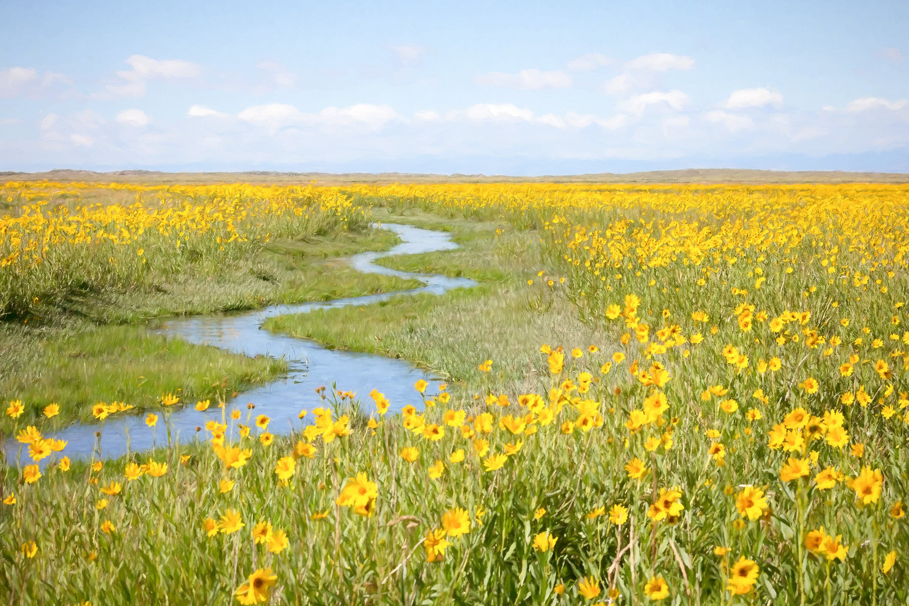 Colorado Landscape With Yellow Flowers Print or Canvas for Home Decor ...