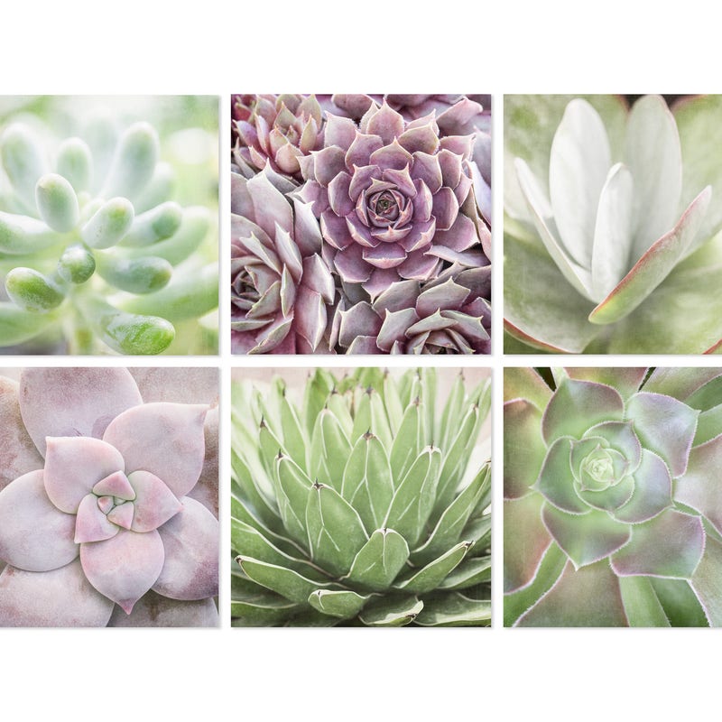 Succulent Wall Art - Etsy
