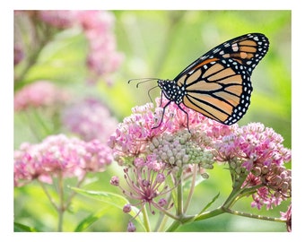 Monarch Butterfly on Milkweed Flower Art Print - Etsy