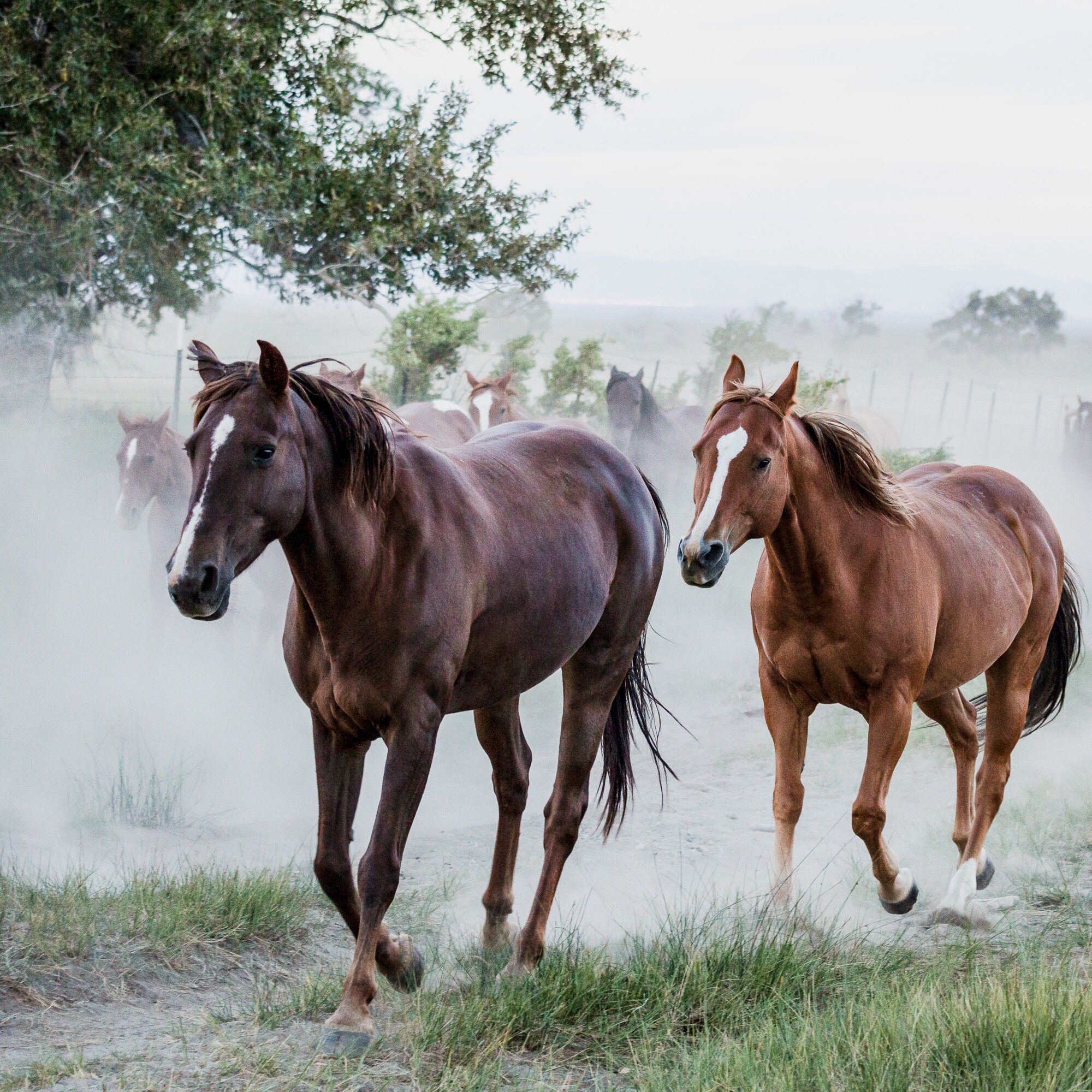 Horses Print or Canvas Art Running Horses Wall Art Horse - Etsy