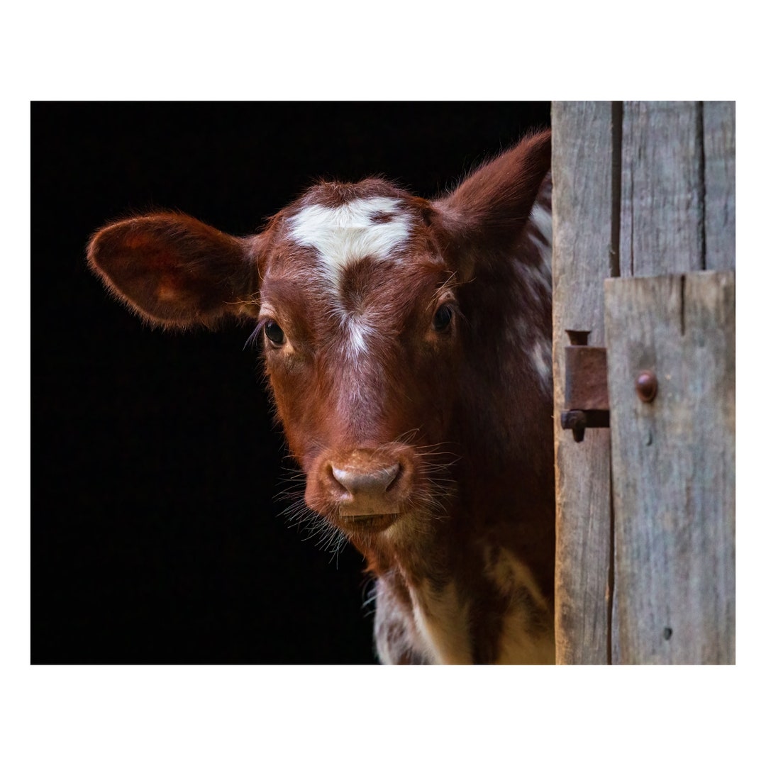 Cow Print or Canvas Art, Cow Picture, Farmhouse Wall Art, Animal ...