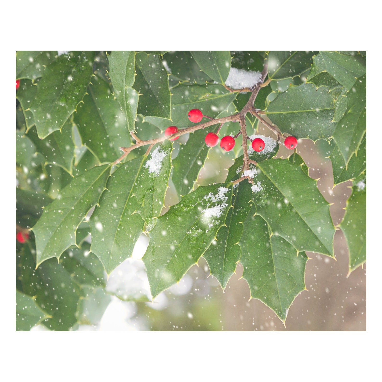 Winter Photograph, Holly Print, Christmas Holiday Wall Art, Snow ...