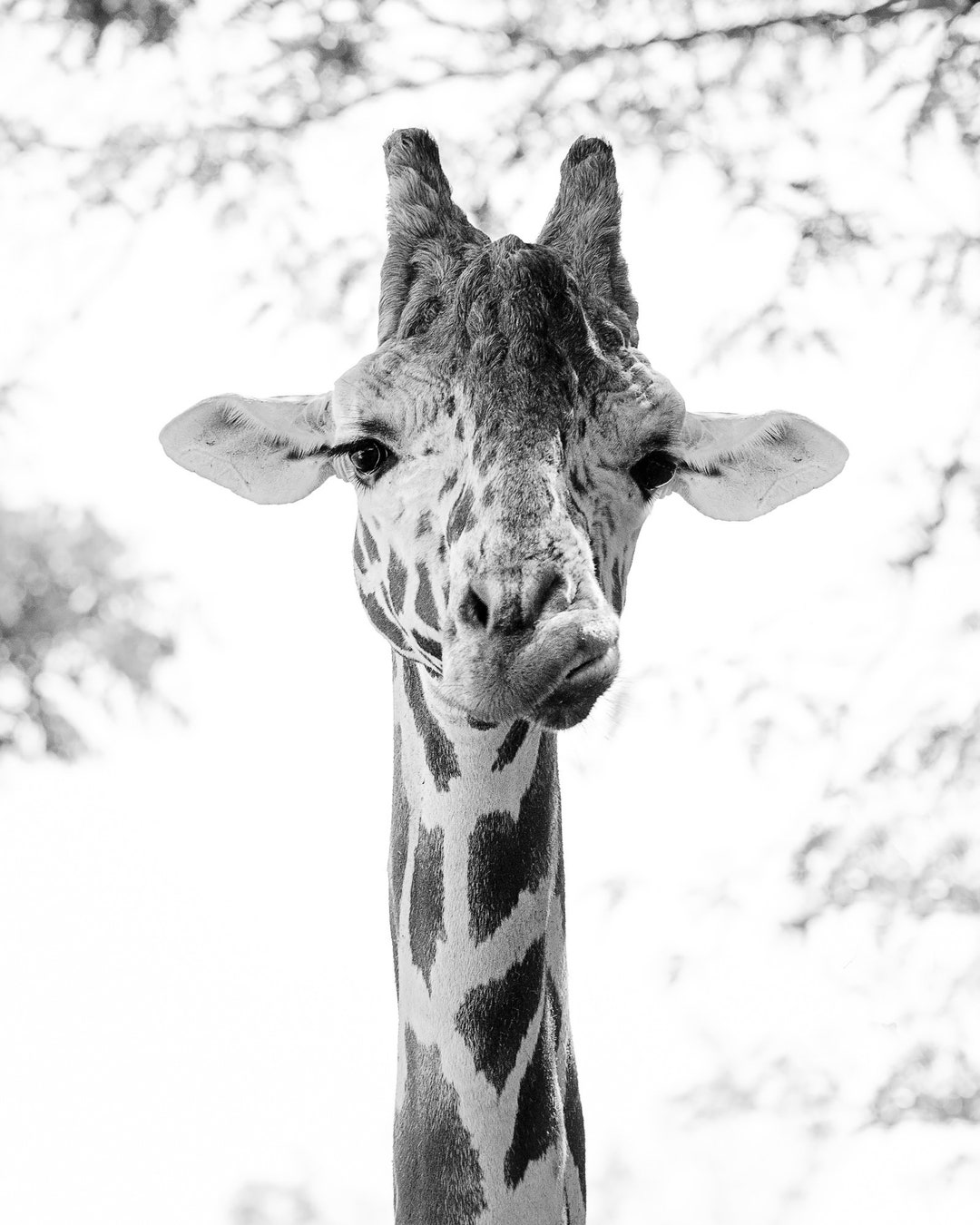 Giraffe Print, Black and White Safari Nursery Wall Art, Animal Photo ...