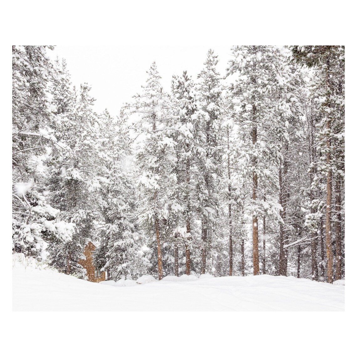 Winter Art, Winter Tree Photograph, Rustic Country Home Decor, Snowy ...