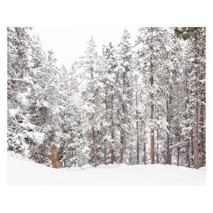 Winter Art, Winter Tree Photograph, Rustic Country Home Decor, Snowy ...