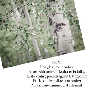 Aspen Tree Wall Art, Colorado Aspen Print or Canvas Art, Tree ...