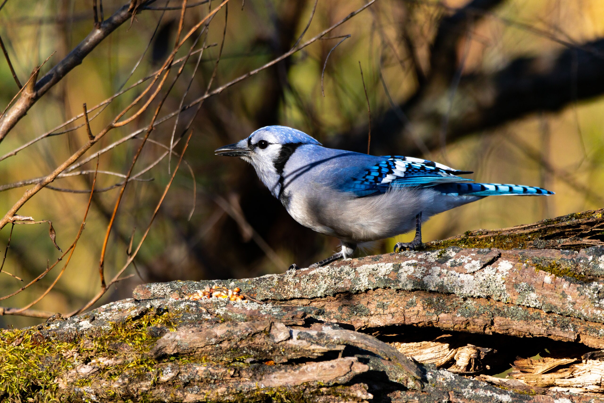 Physical Print Blue Jay on a Log Photograph Bluejay Fine - Etsy