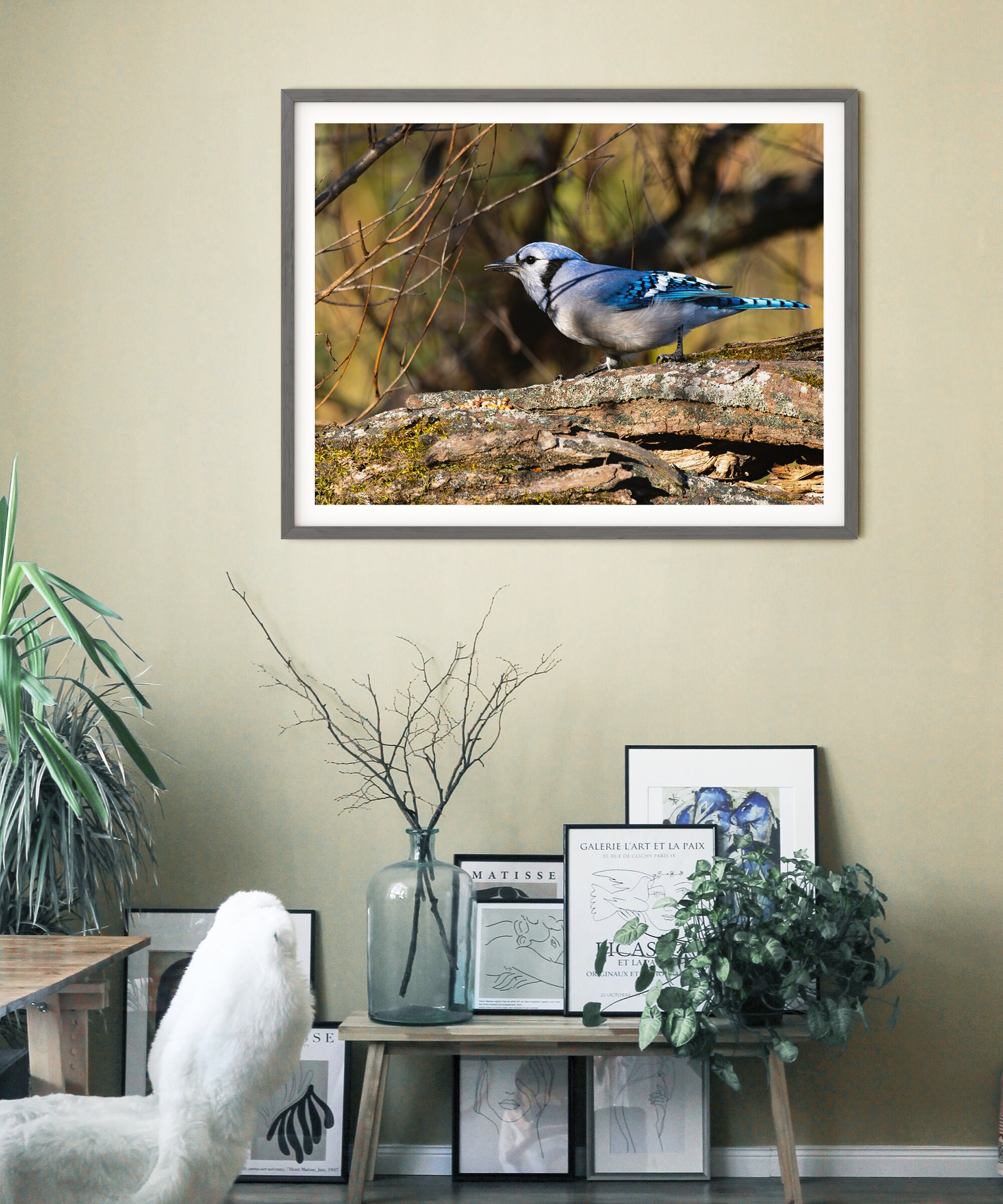 Physical Print Blue Jay on a Log Photograph Bluejay Fine - Etsy