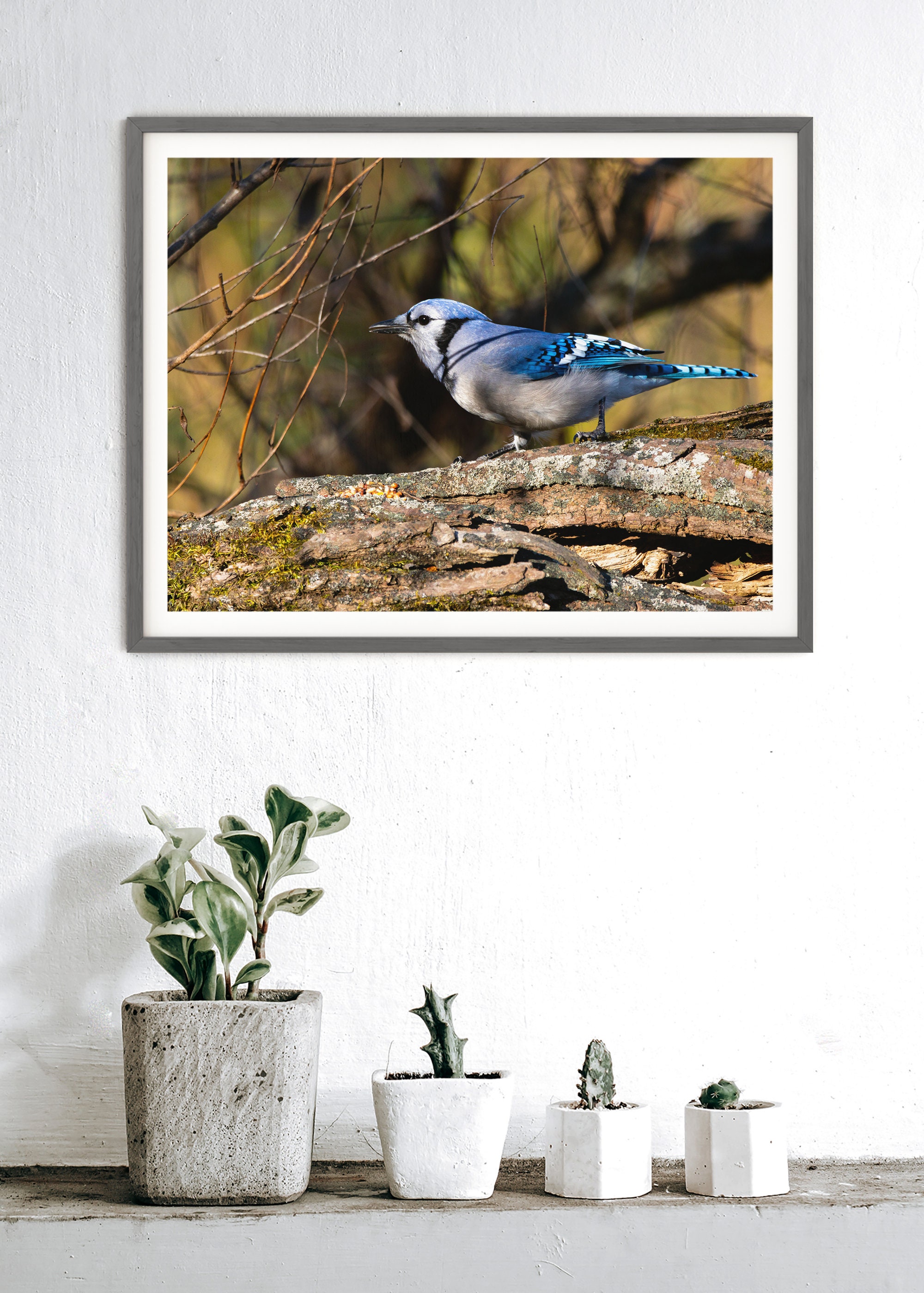 Physical Print Blue Jay on a Log Photograph Bluejay Fine - Etsy