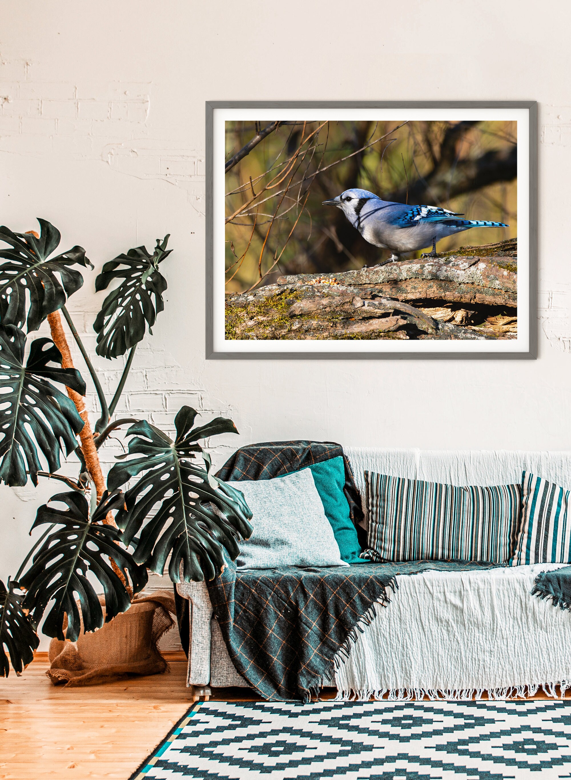 Physical Print Blue Jay on a Log Photograph Bluejay Fine - Etsy