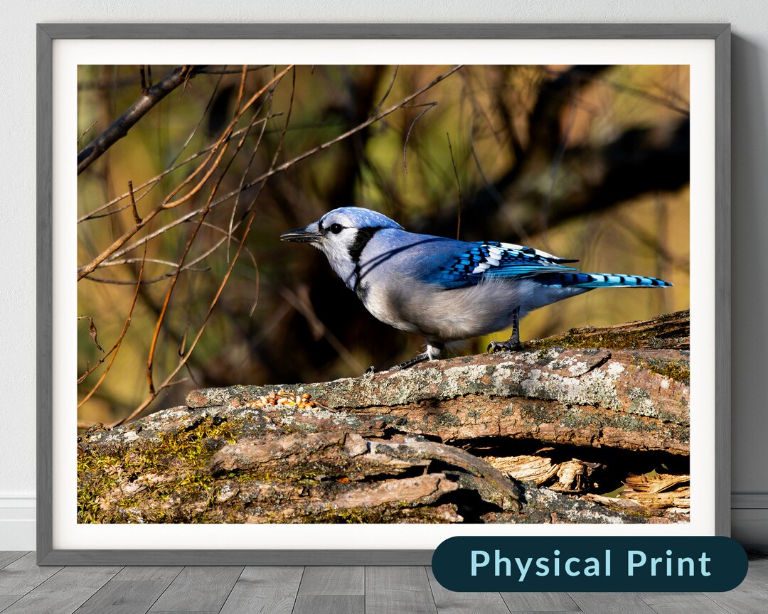 Physical Print Blue Jay on a Log Photograph Bluejay Fine - Etsy