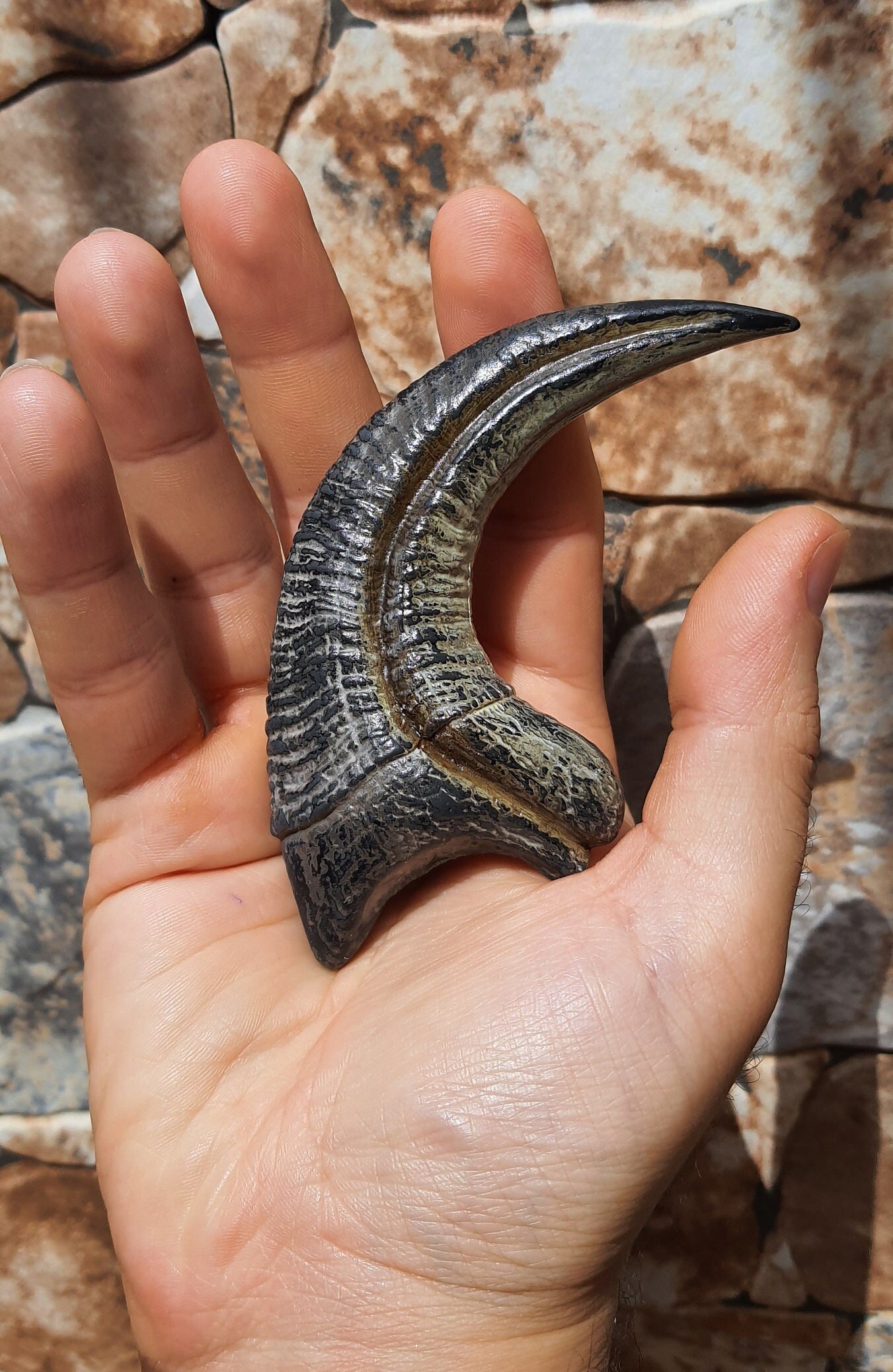 RAPTOR CLAW Velociraptor Claw + Display Base - Etsy