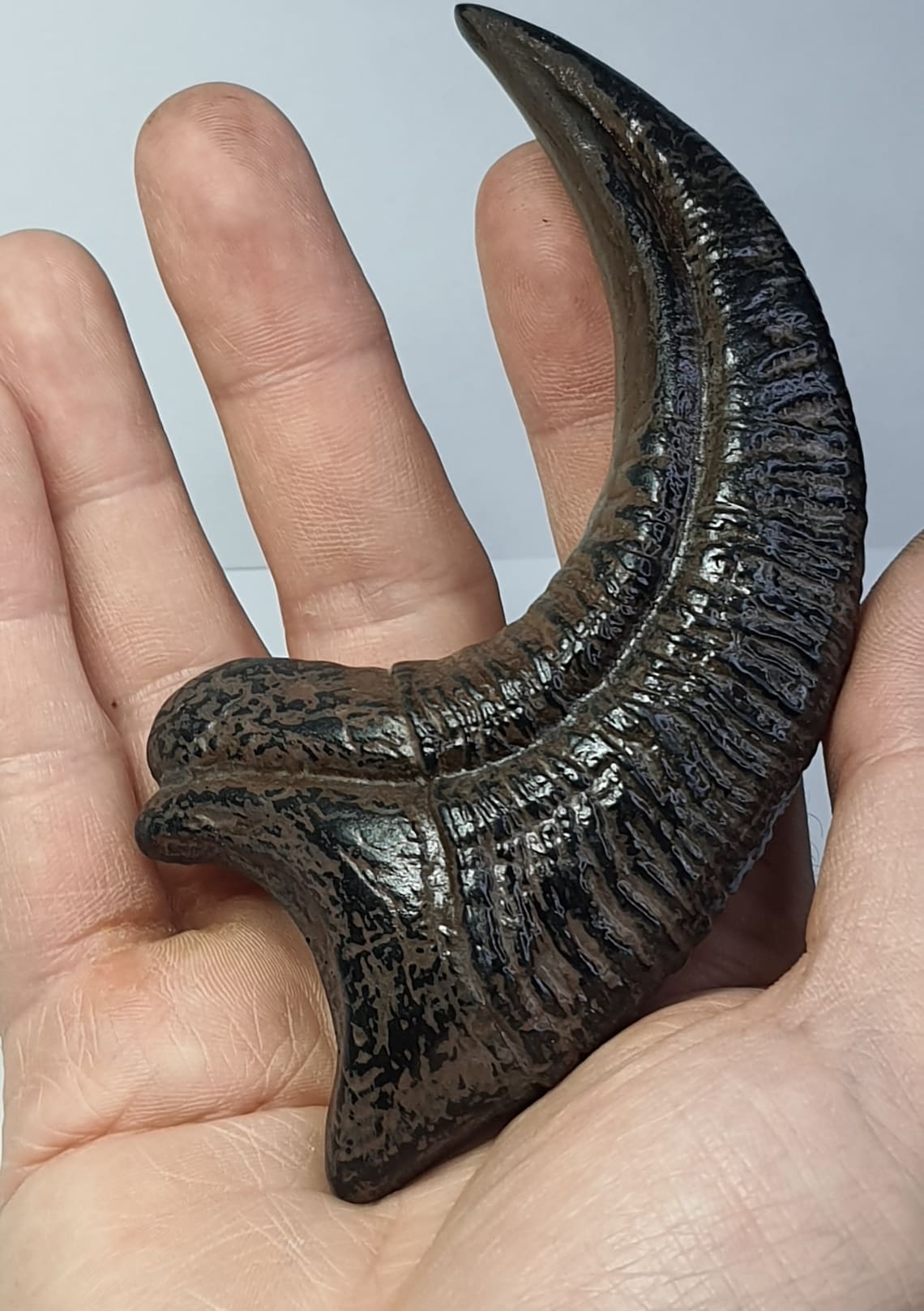 RAPTOR CLAW Deluxe Velociraptor Claw + Display Base + Necklace - Etsy