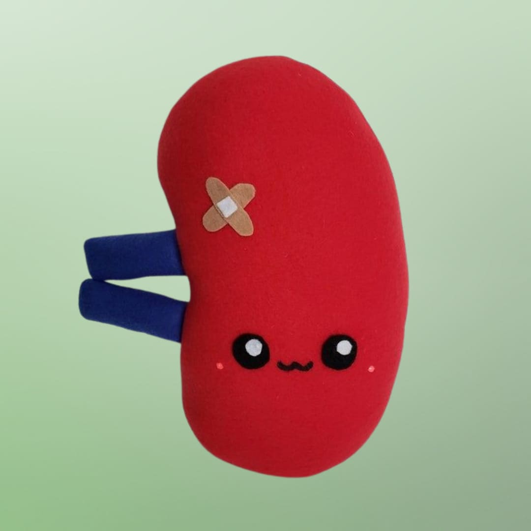 Cute Kawaii Kidney Plush, Organ Plush, Made to Order, Kidney Surgery - Etsy