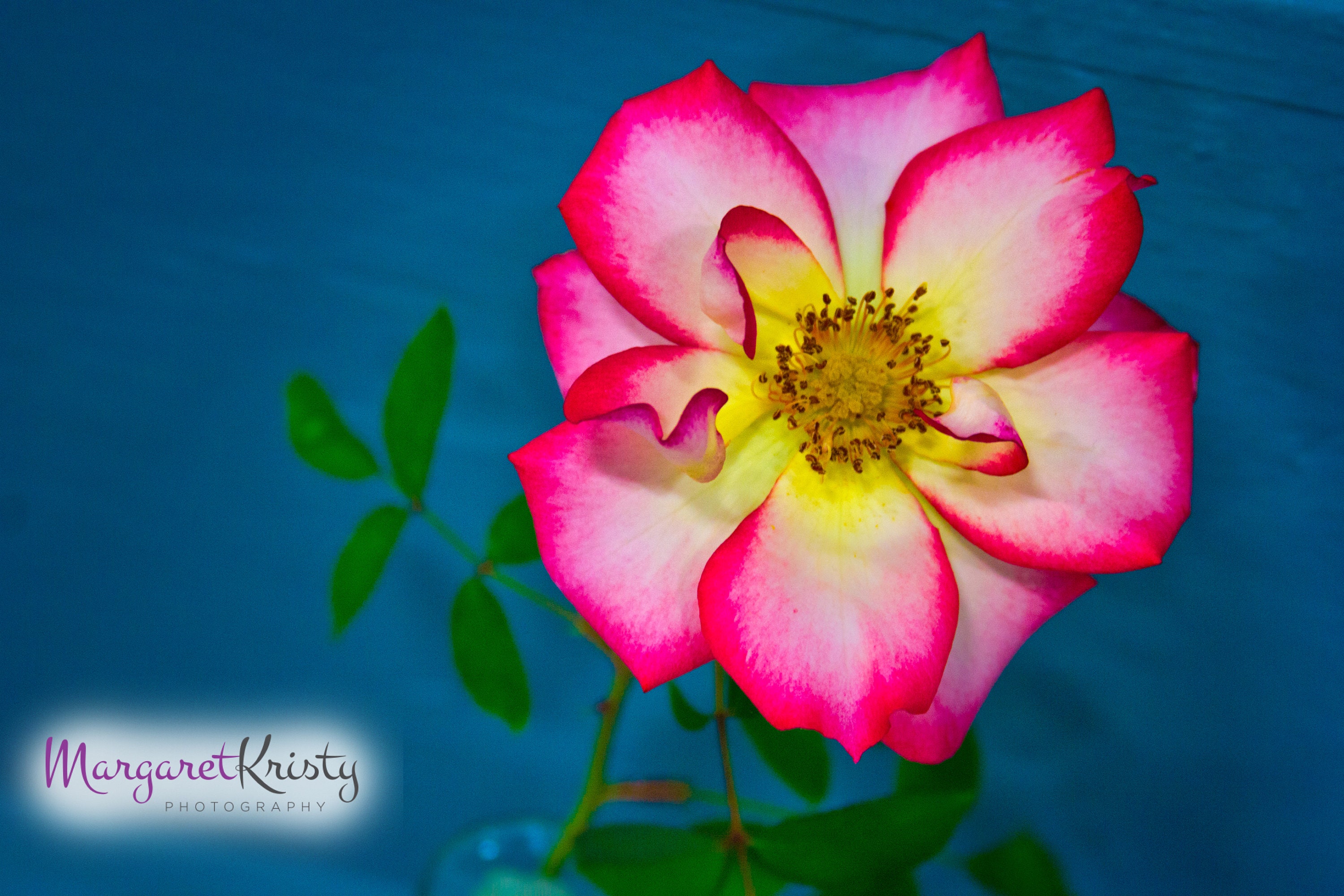 White Roses With Pink Tips Wallpaper