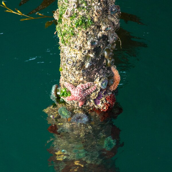 Sea Barnacles - Etsy