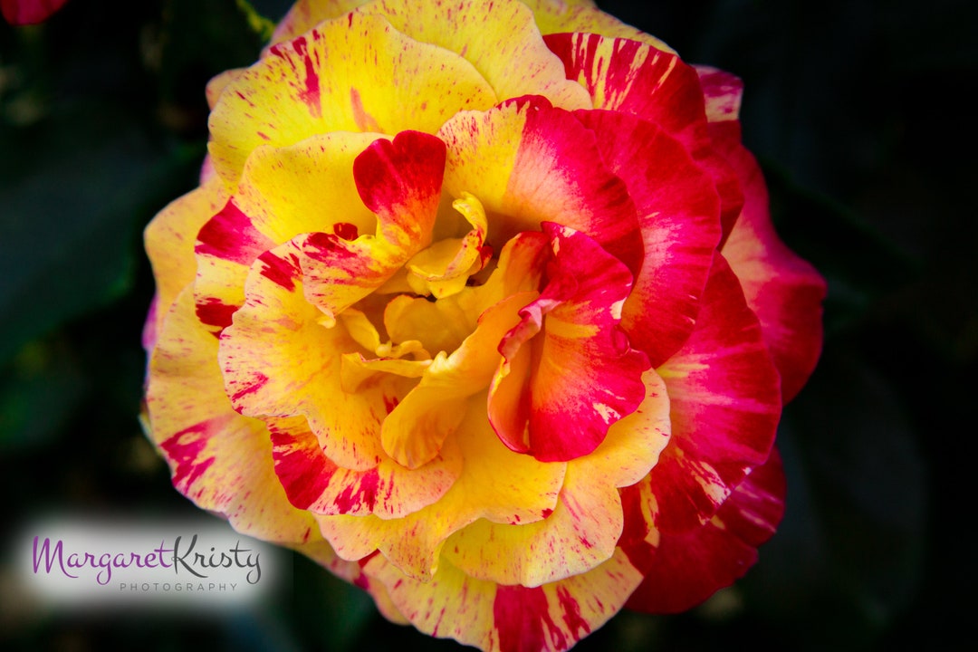 Yellow and Red Rose - Dual Color Roses Flower Photography - Etsy
