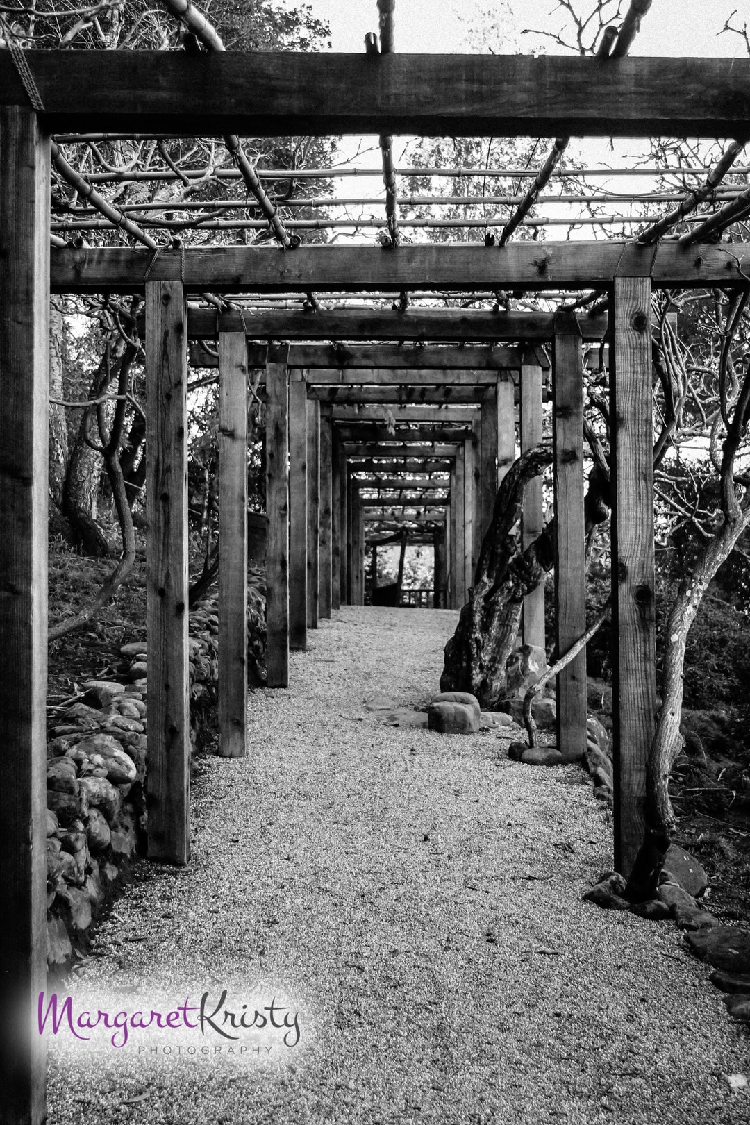 Pathway Through a Japanese Garden - Black and White Trees Walkway Arbor ...