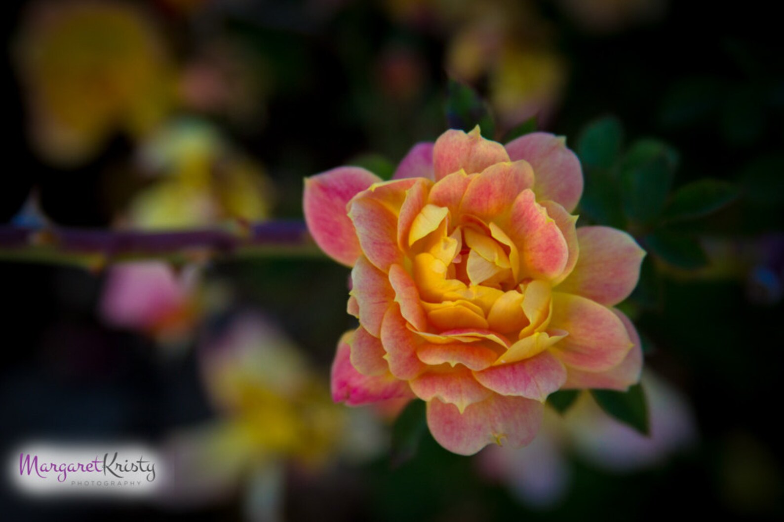 Amarillo y rosa rosa flor floreciente fotografía de jardín de flores ...