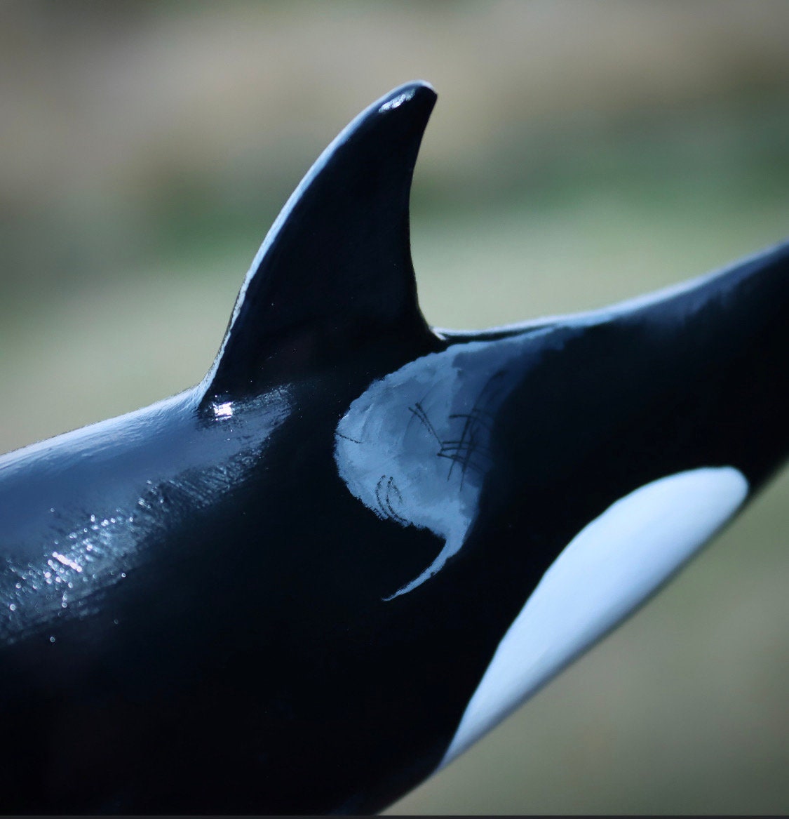 Killer Whale Eyes Close Up