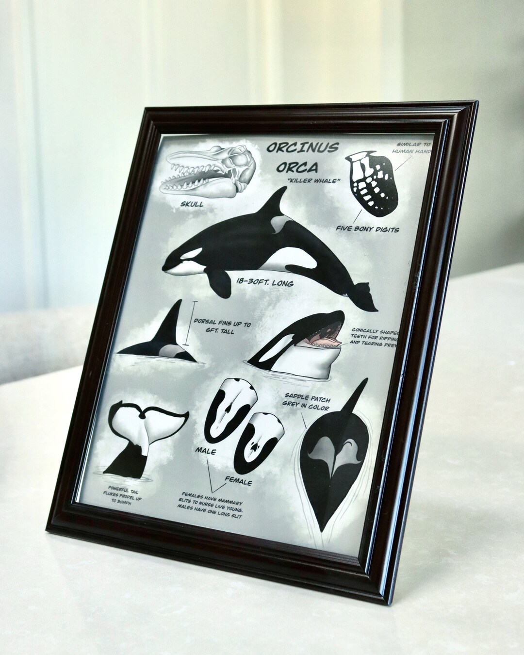 8x10” Killer Whale Info Poster - Etsy