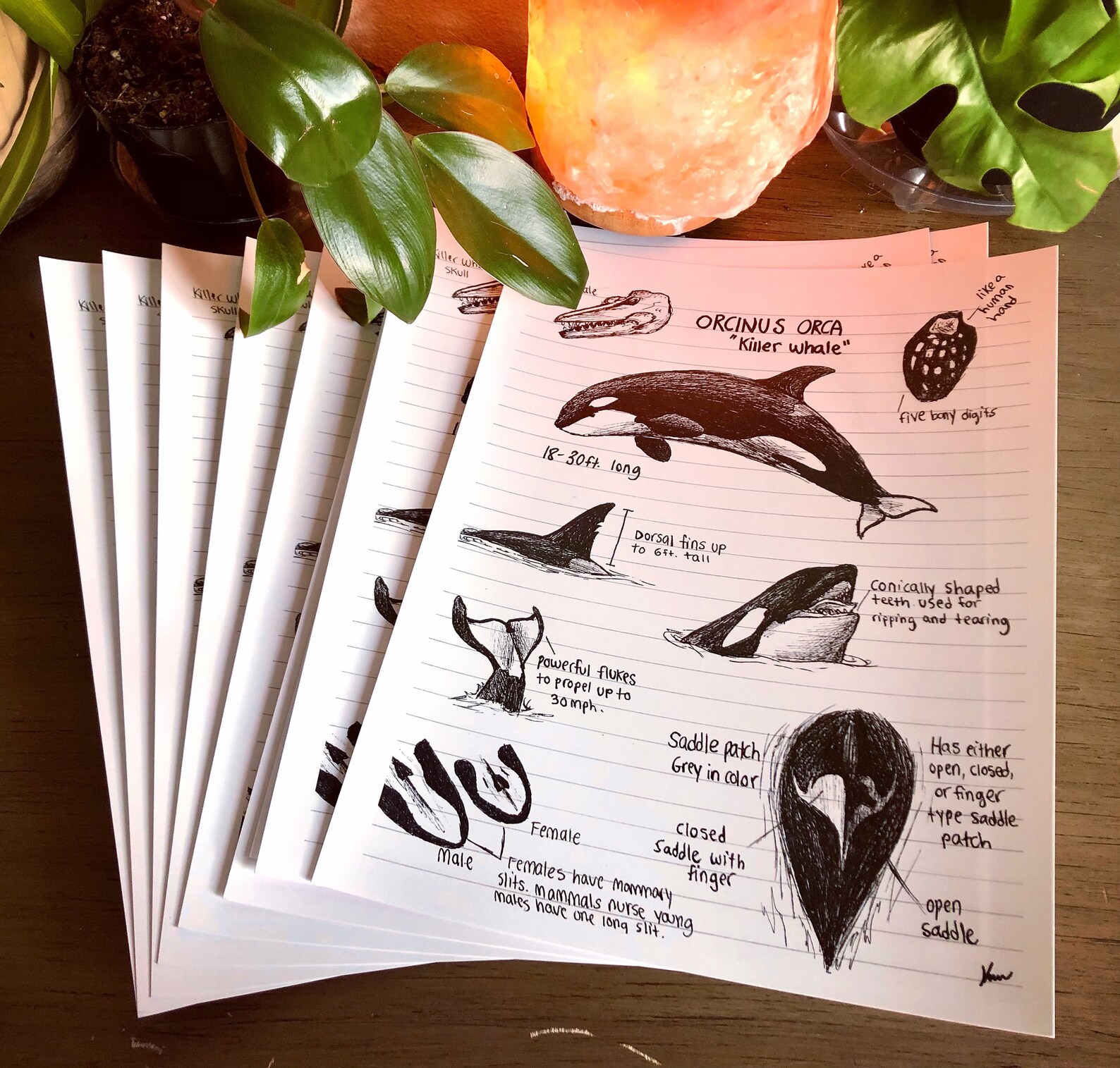 Killer whale poster | Etsy