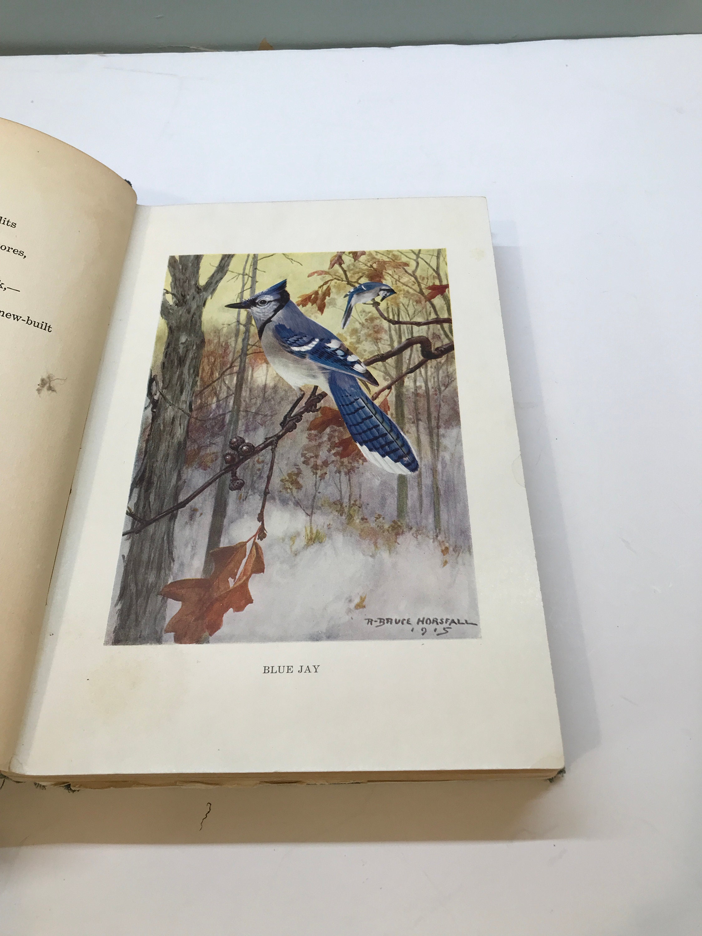 1916 Book "a Year With the Birds" - Etsy