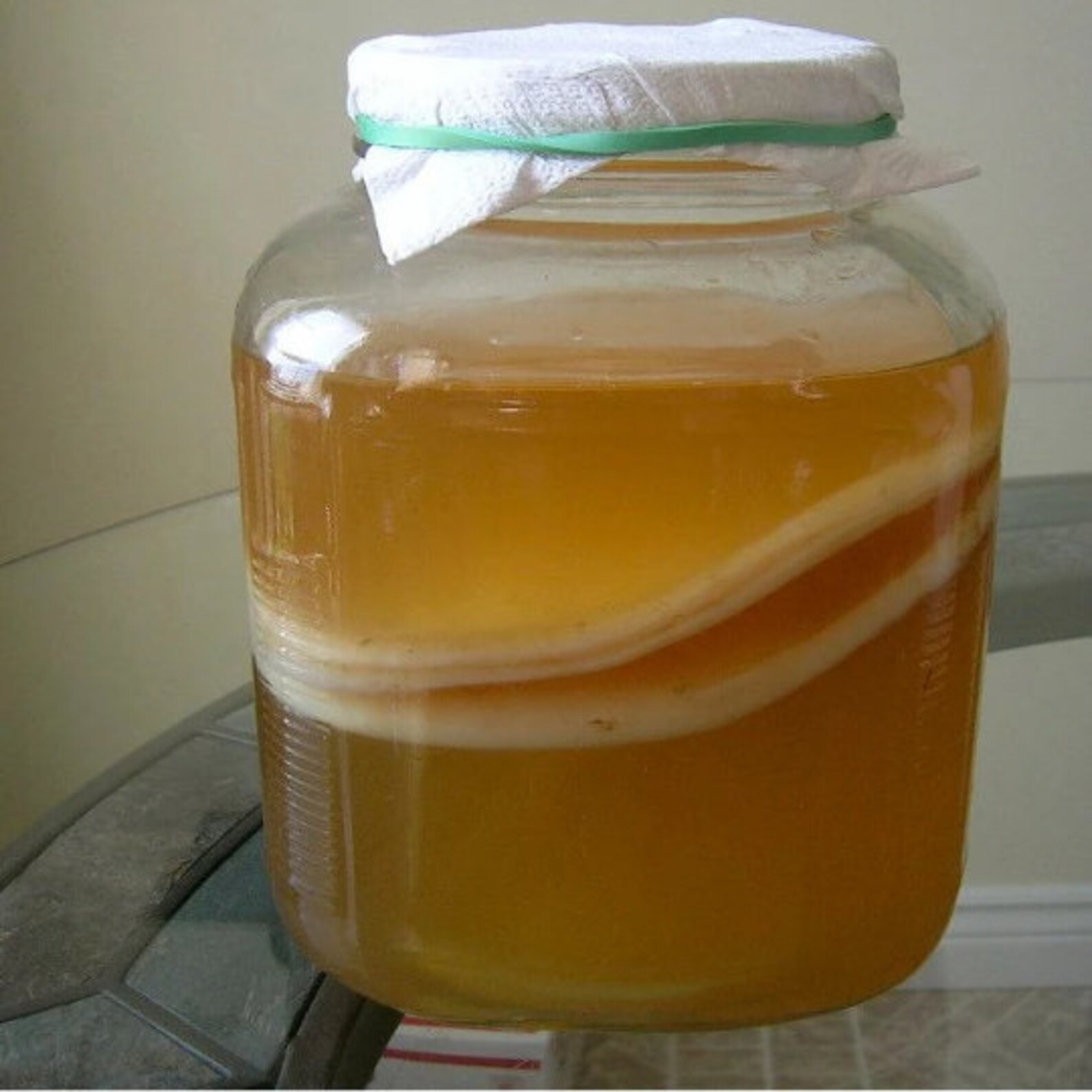 Kombucha Scoby With Starter "mother" With Instructions. - Etsy