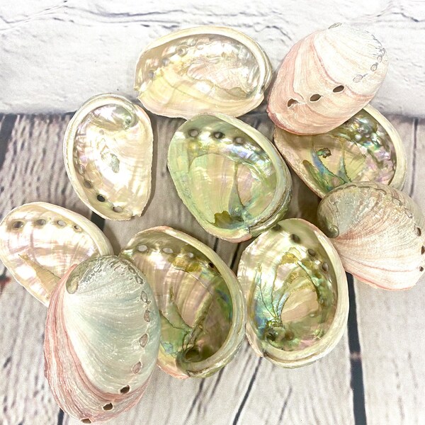 Red Abalone Shell - Etsy