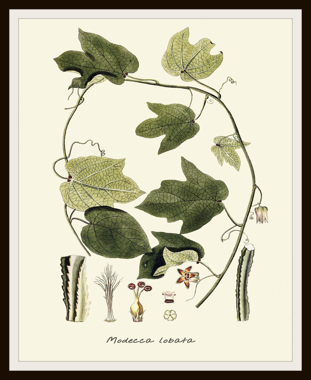 Vintage Botanical Art Print Poster Reproduction "foliage Leaves ...