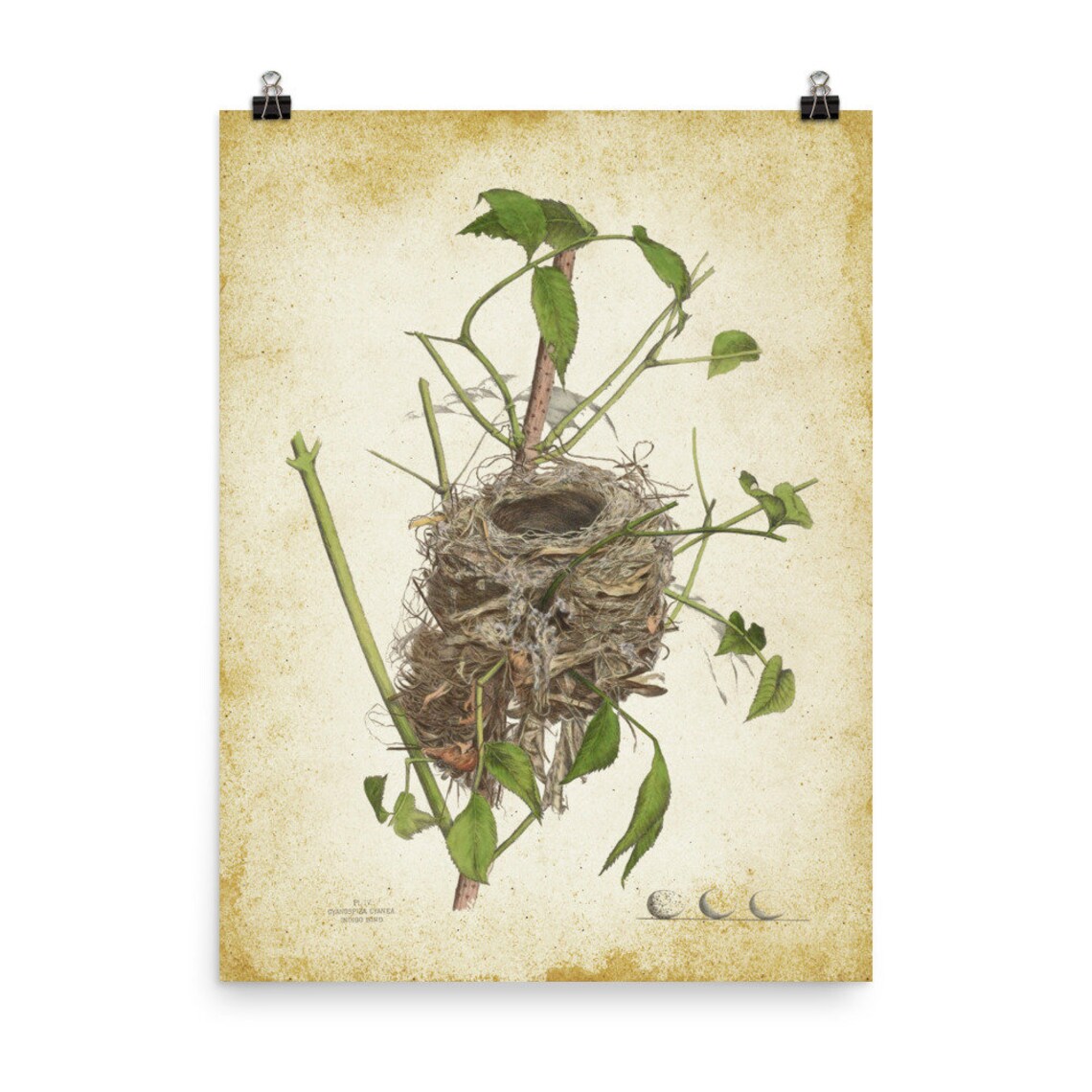 Bird's Nest Poster, Farmhouse Art, Rustic Art Print Poster - Etsy