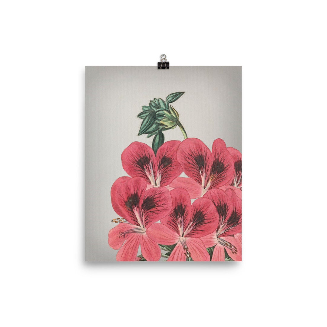 Vintage Botanical Geranium Flower Poster, Farm House Art, Rustic Art ...