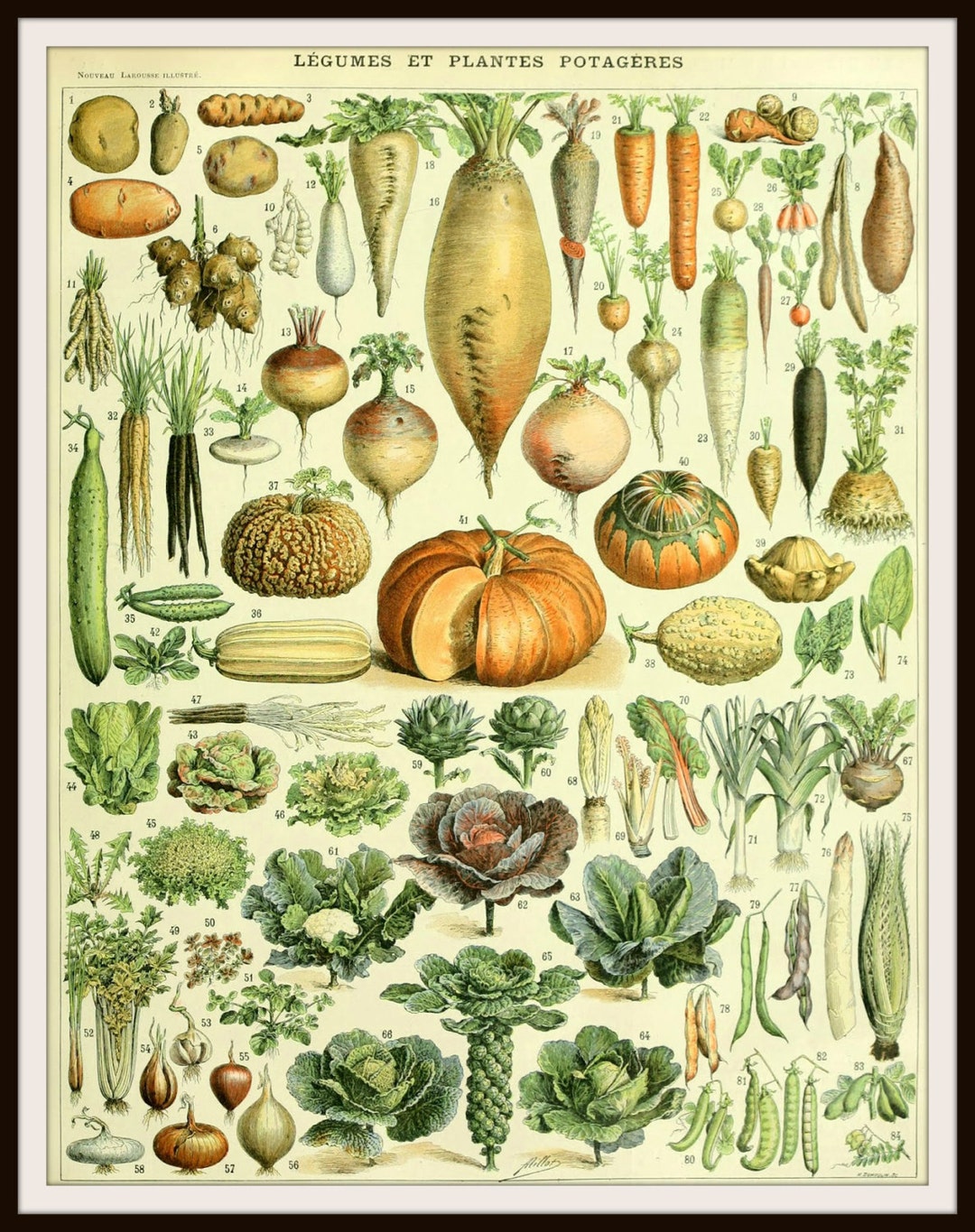 Vintage Art Print Botanical Seed Poster Ephemera, Print Wall Decor, 8.5 ...