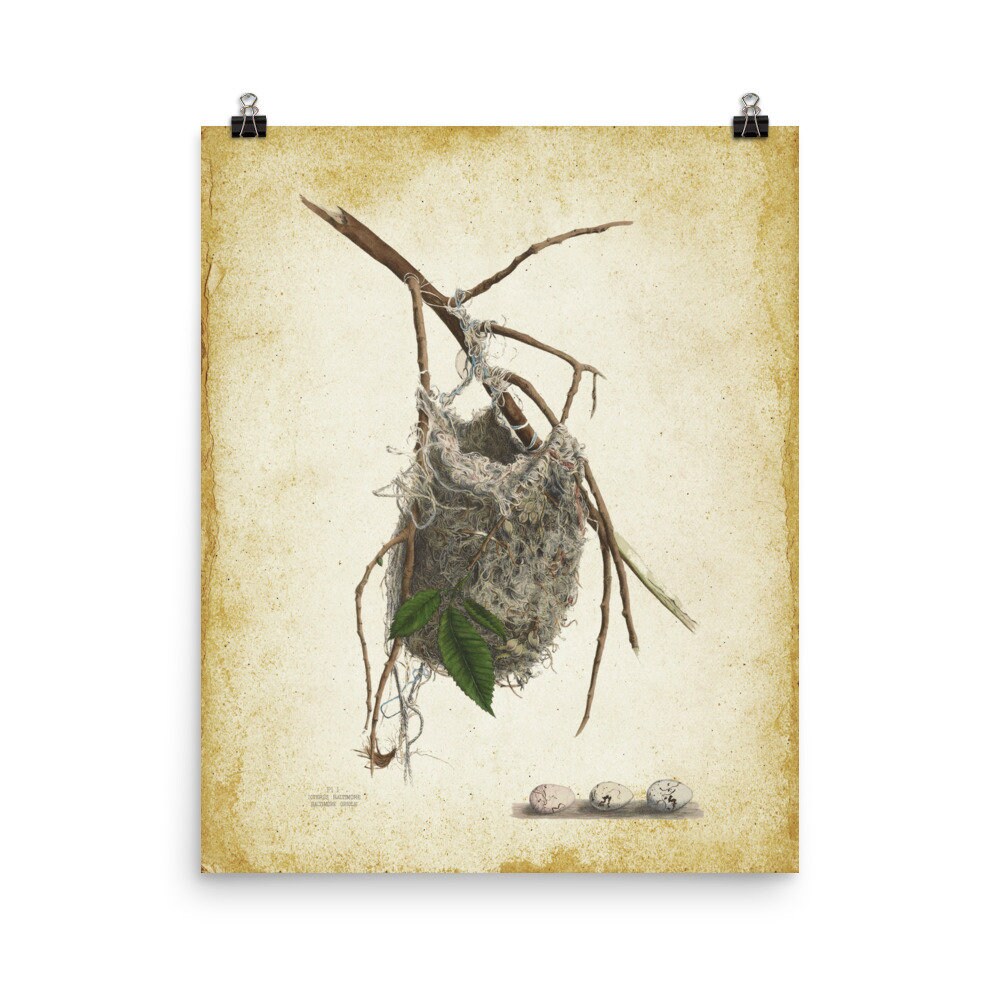 Bird's Nest Poster Farmhouse Art Rustic Art Print Poster | Etsy