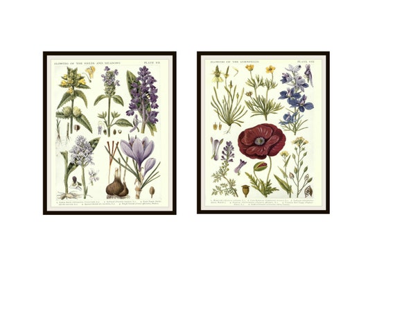 Set of 2 Vintage Botanical Art Print Poster Reproductions | Etsy