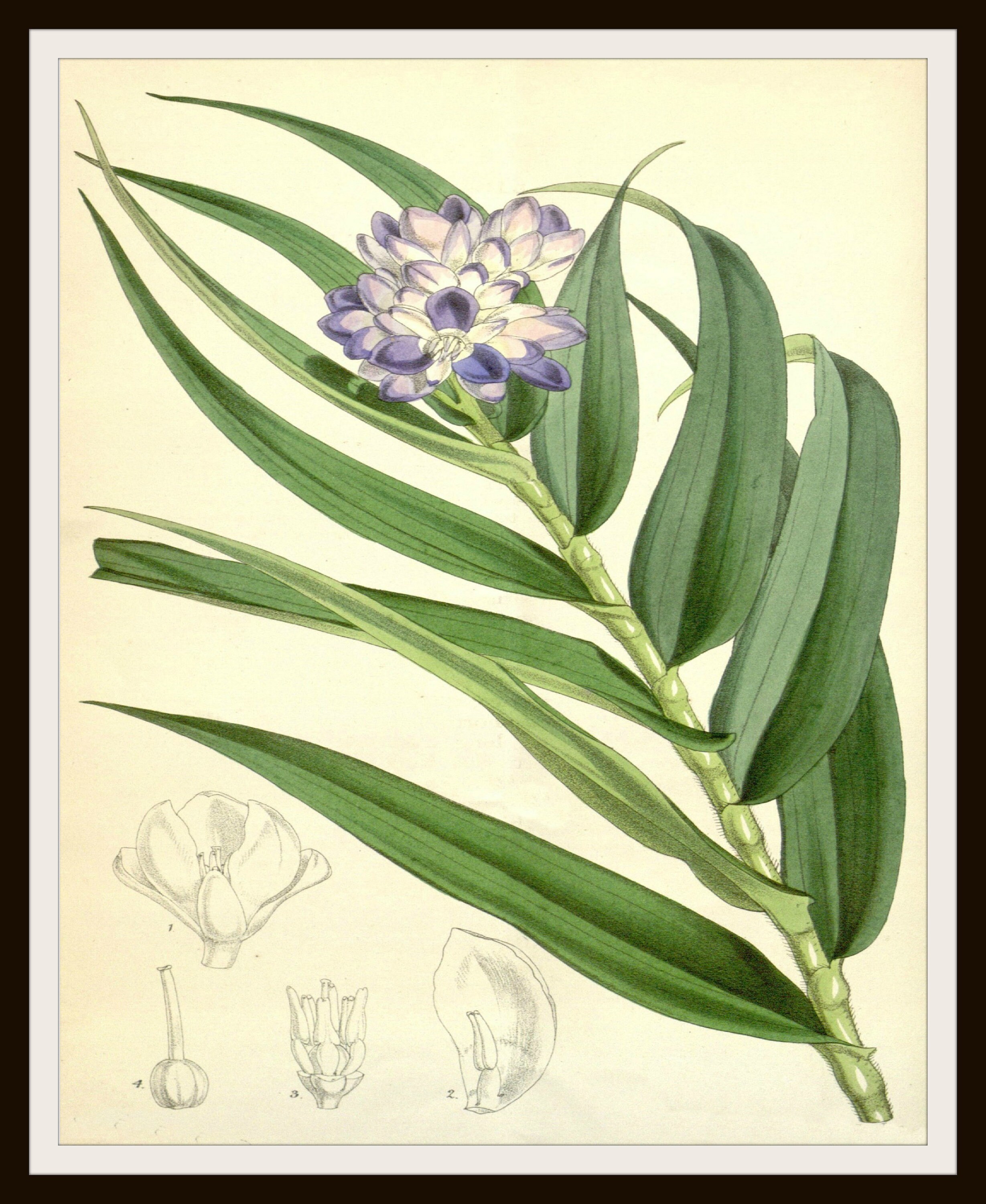 Set of 4 Vintage Botanical Art Print Poster Reproductions | Etsy