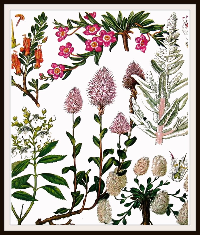 Set of 3 Floral Botanical Print Reproductions Unframed 8 X | Etsy