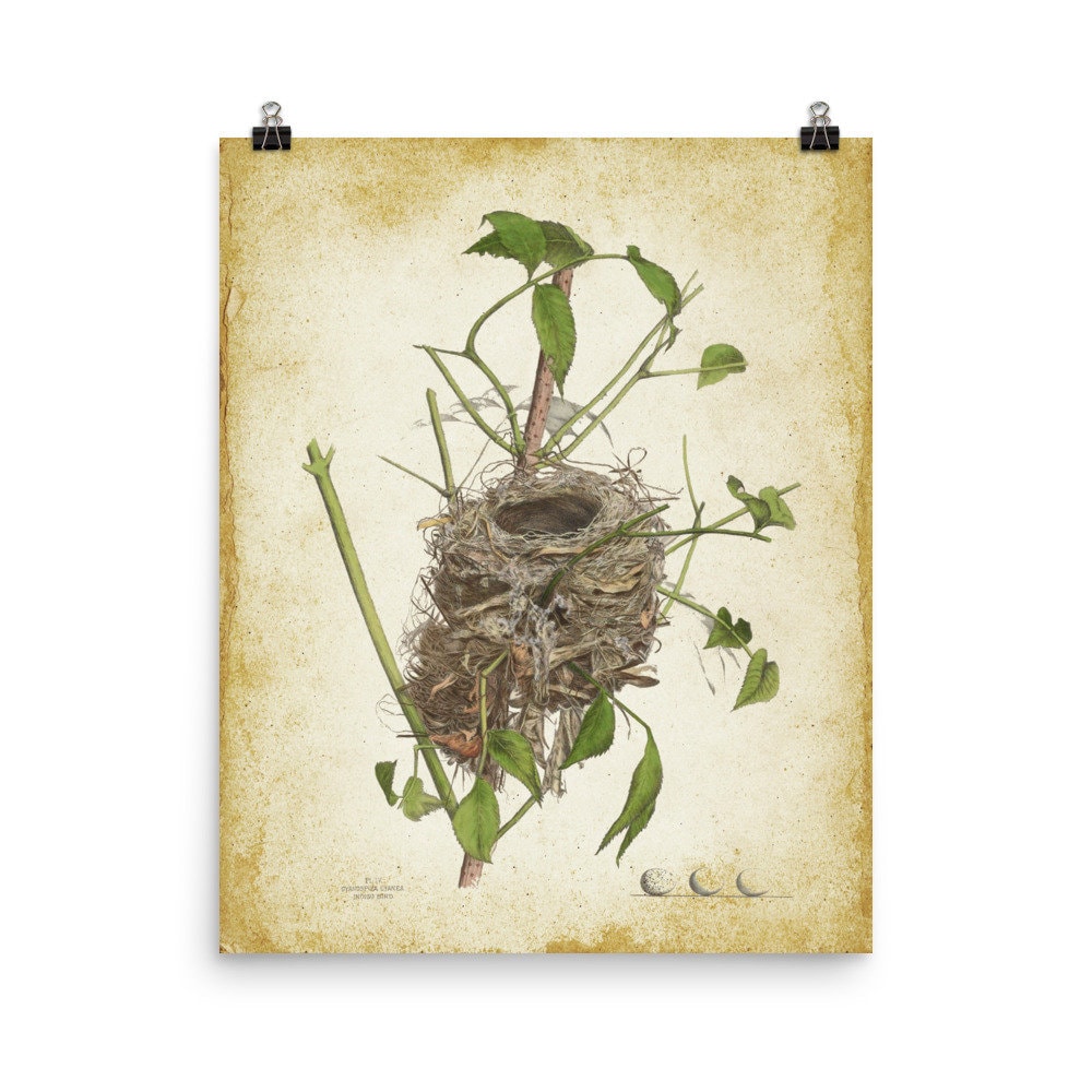 Bird's Nest Poster Farmhouse Art Rustic Art Print Poster - Etsy