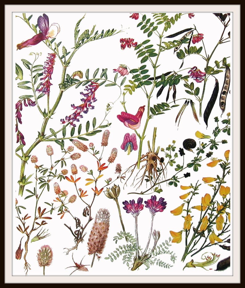 Set of 3 Floral Botanical Print Reproductions Unframed 8 X | Etsy