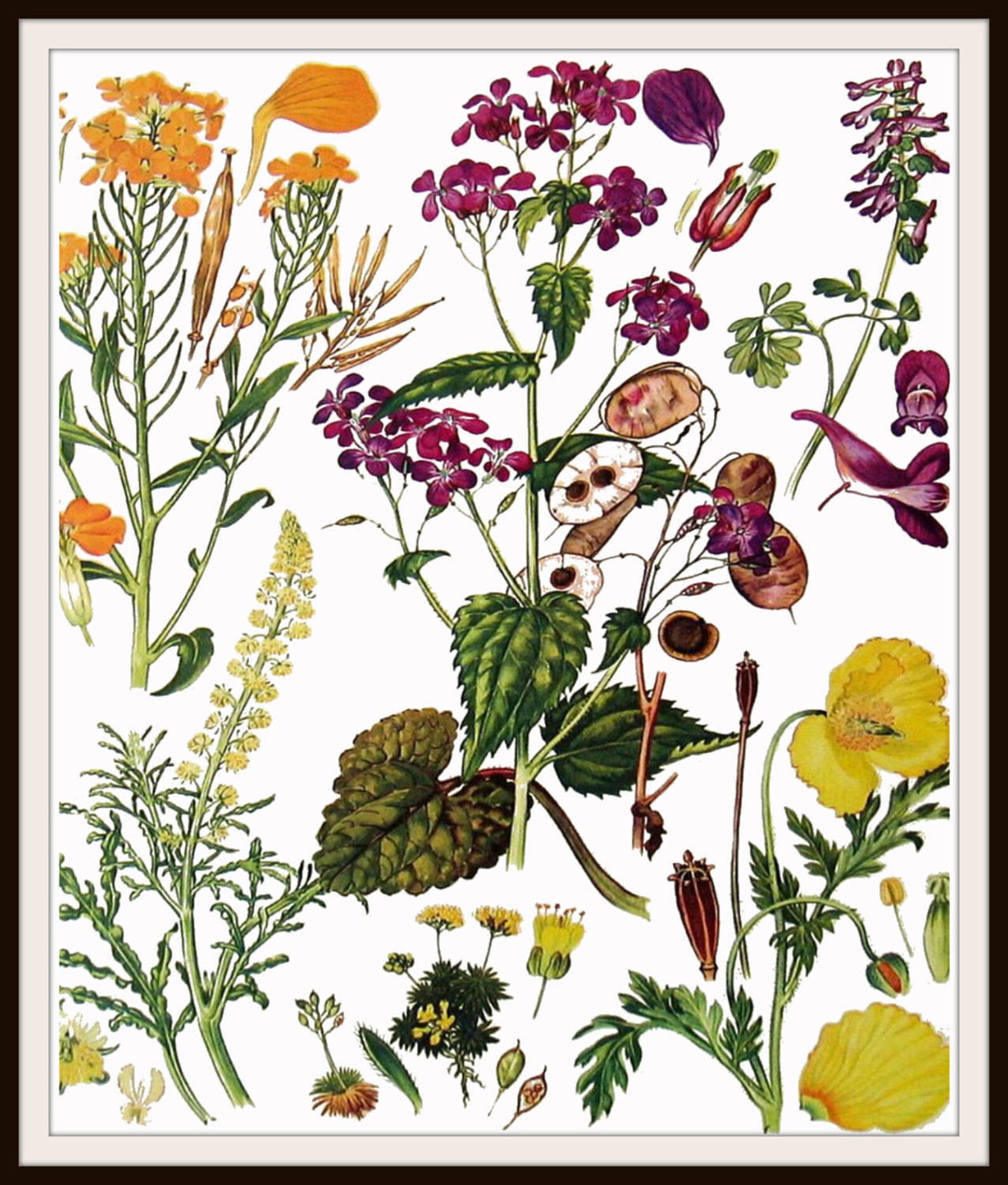 Set of 3 Floral Botanical Print Reproductions Unframed 8 X | Etsy