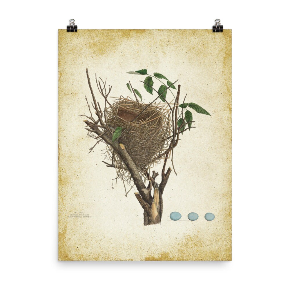 Bird's Nest Poster Farmhouse Art Rustic Art Print Poster | Etsy