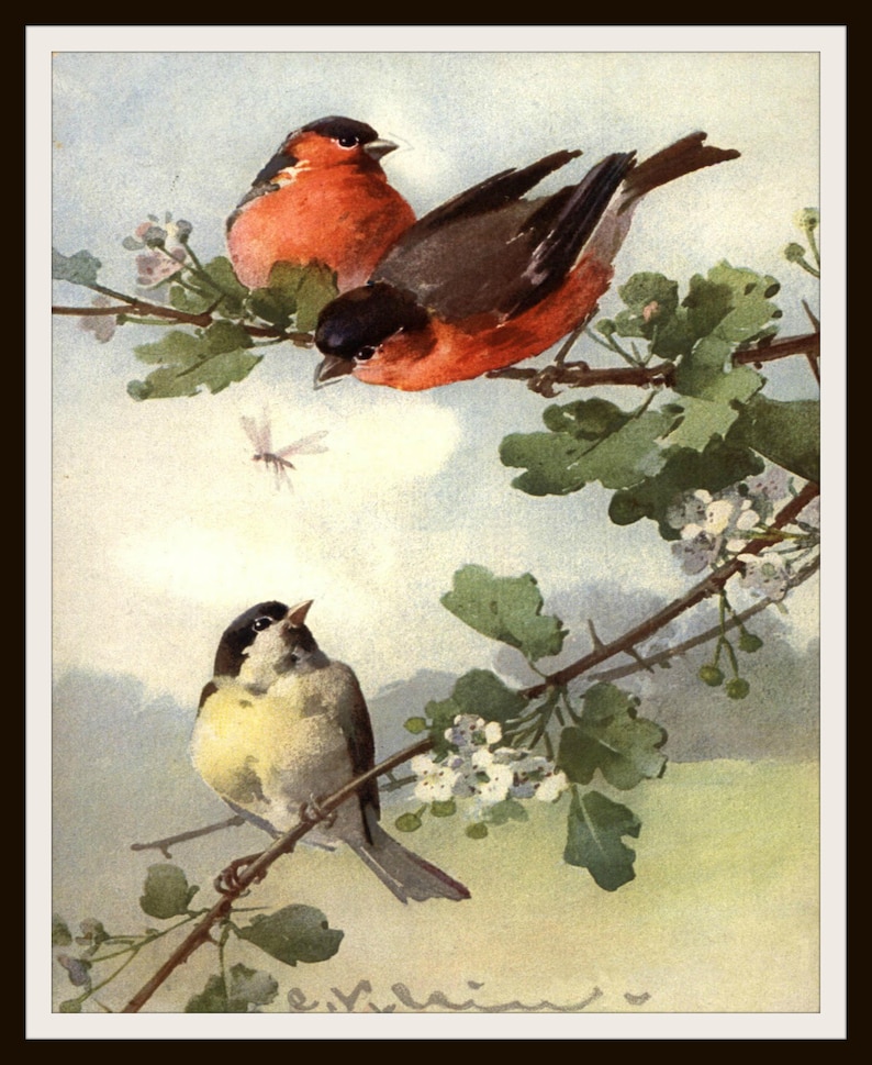 Set of 4 Vintage Catherine Klein Birds Art Print Poster | Etsy