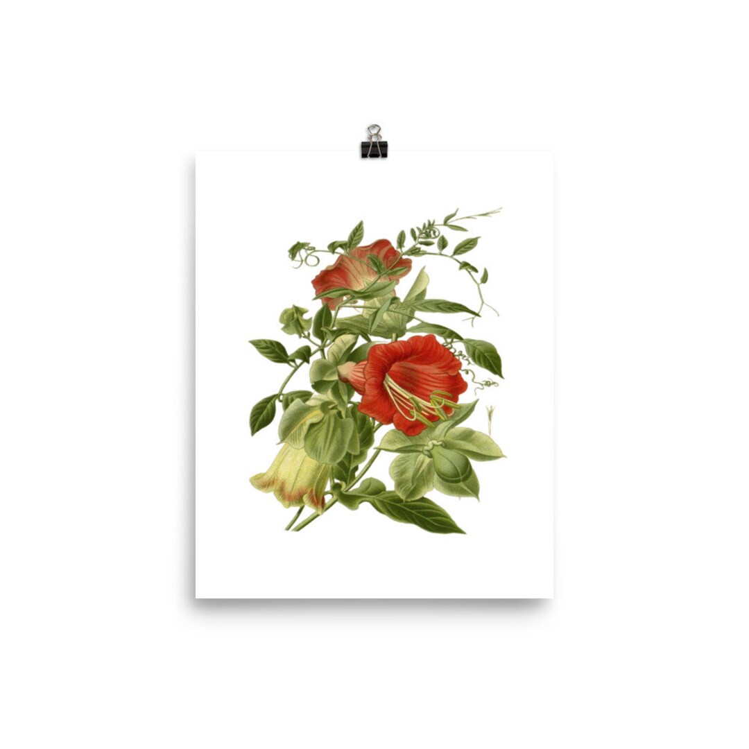 Vintage Botanical Flowers Poster, Vintage Flowers Art Print, Floral Art ...