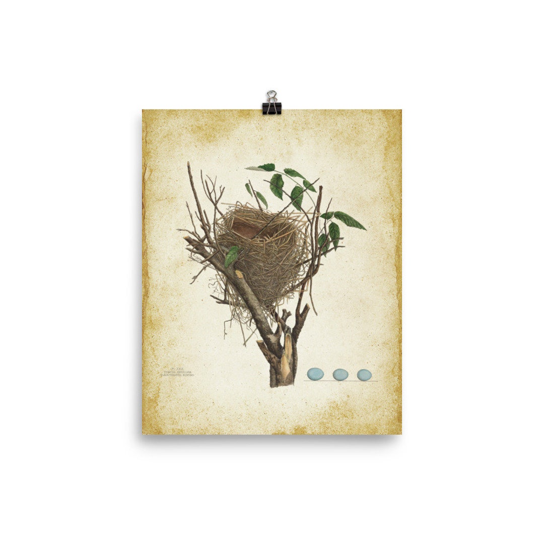 Bird's Nest Poster, Farmhouse Art, Rustic Art Print Poster - Etsy