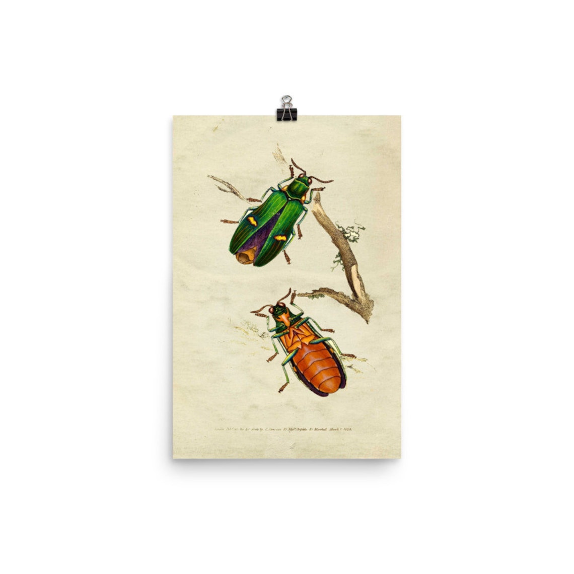 Botanical Insects Beetles on Ephemera Art Print Poster - Etsy