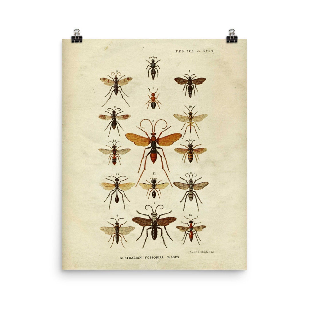 Botanical Insects Beetles on Ephemera Art Print Poster - Etsy