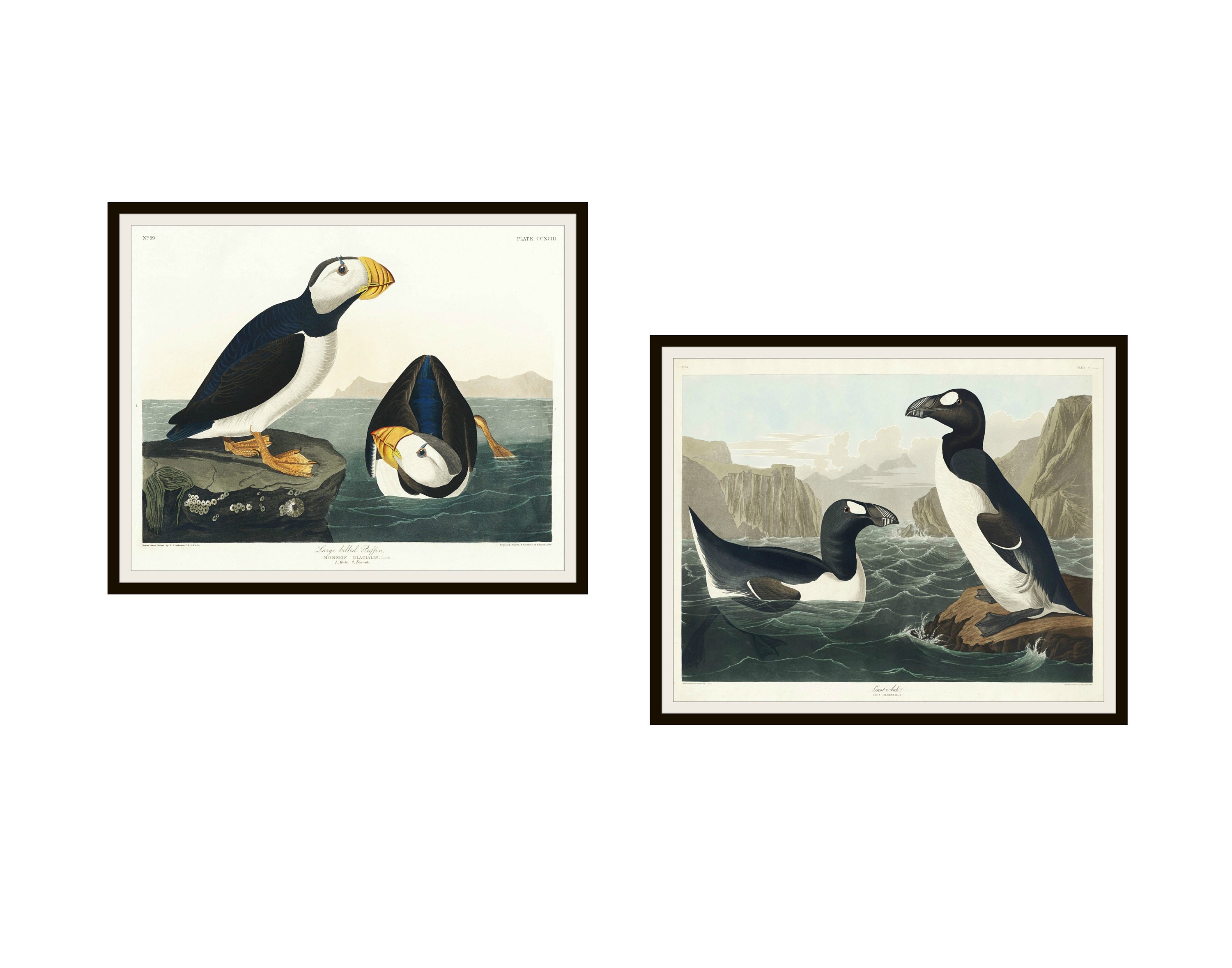 Puffins Audubon