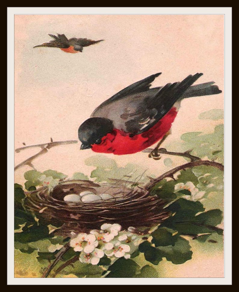 Set of 4 Vintage Catherine Klein Birds Art Print Poster | Etsy