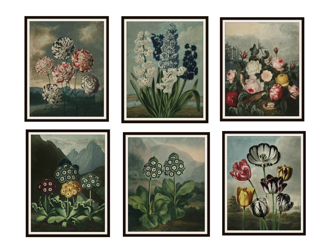 Set of 6 Robert Templeton "the Temple of Flora" Giclee Art Print ...